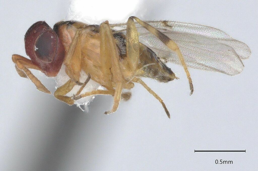 Isodromus iceryae from Pinnacles NP, Bacon Ranch, San Benito County, CA ...