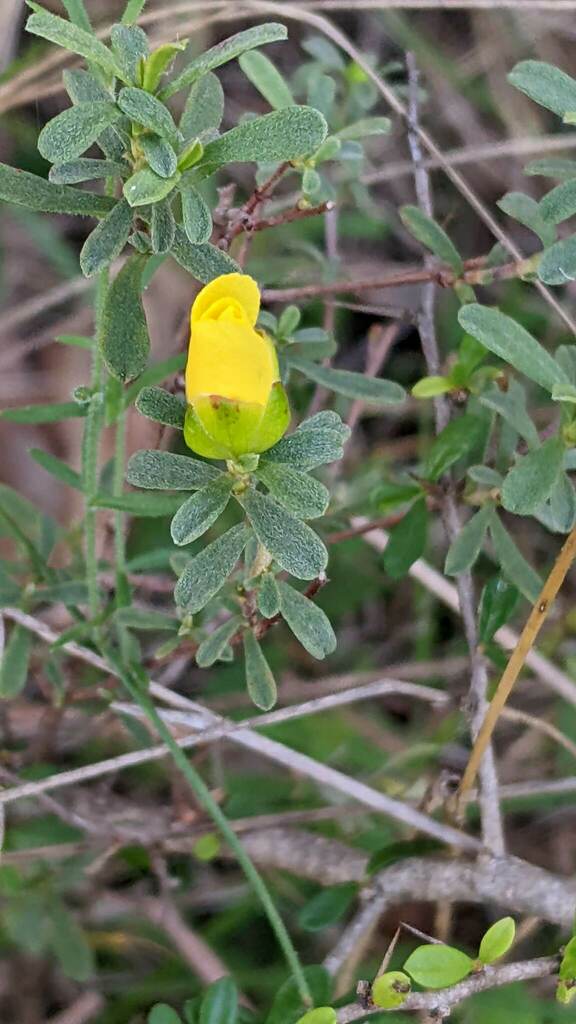 guinea-flowers from Elsmore NSW 2360, Australia on June 3, 2023 at 03: ...