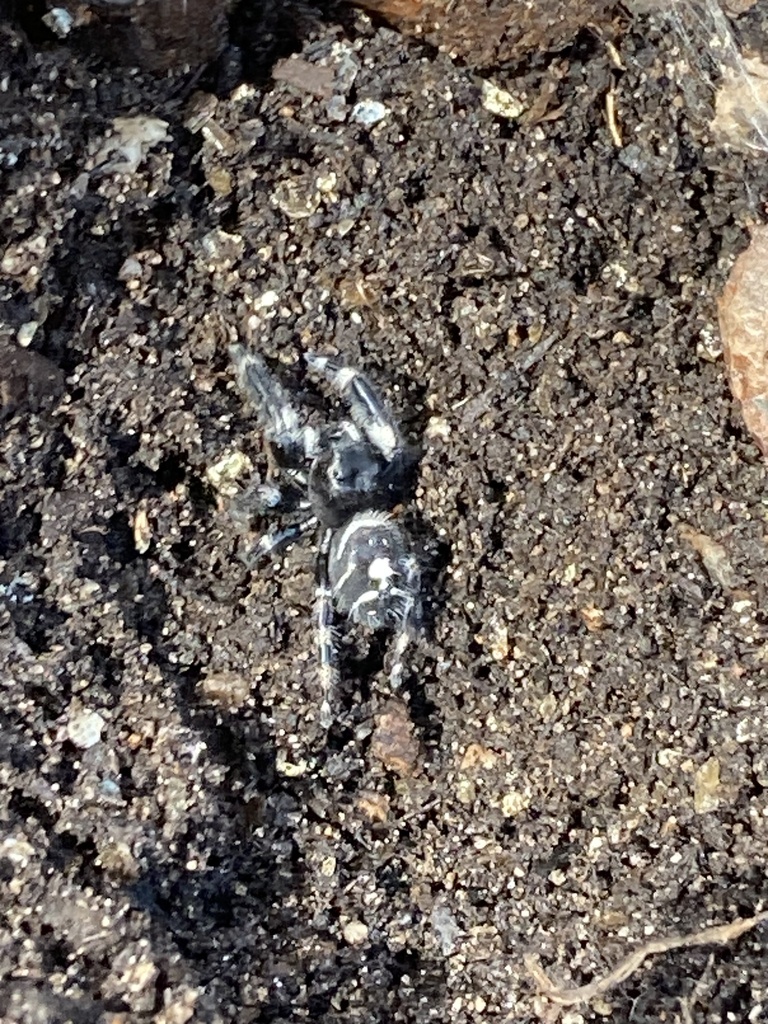 Bold Jumping Spider from Ulysses Ct, Golden, CO, US on April 29, 2023 ...