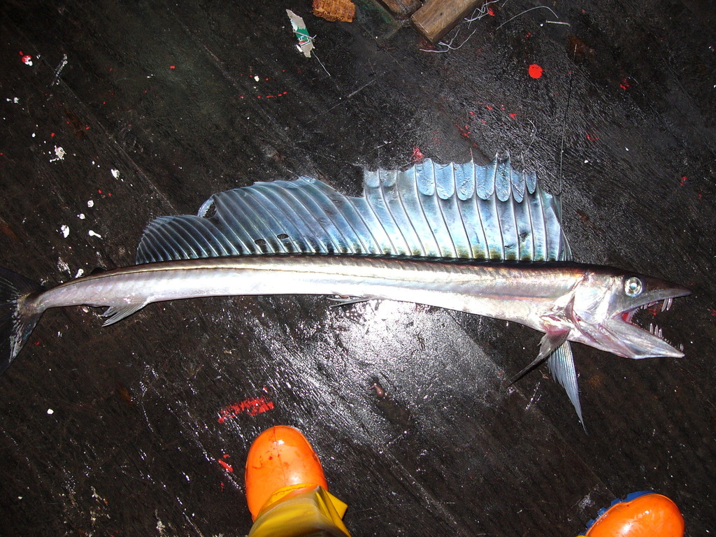 Longnose Lancetfish (Alepisaurus ferox) - Marine Life Identification