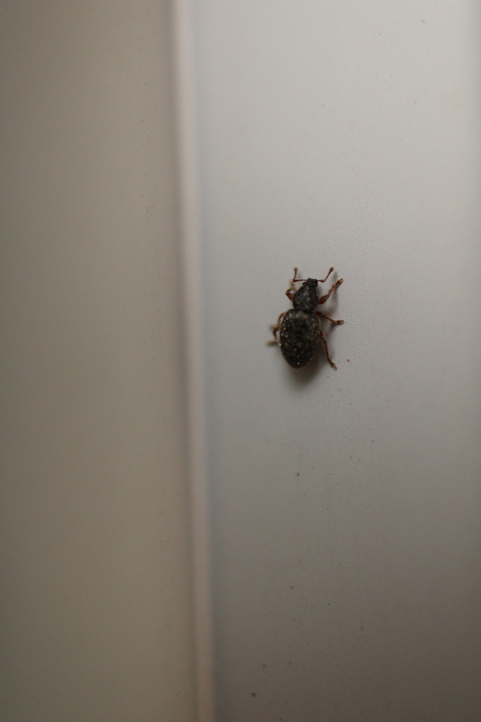 Hairy Spider Weevil from Boone County, IL, USA on May 27, 2023 at 03:39 ...