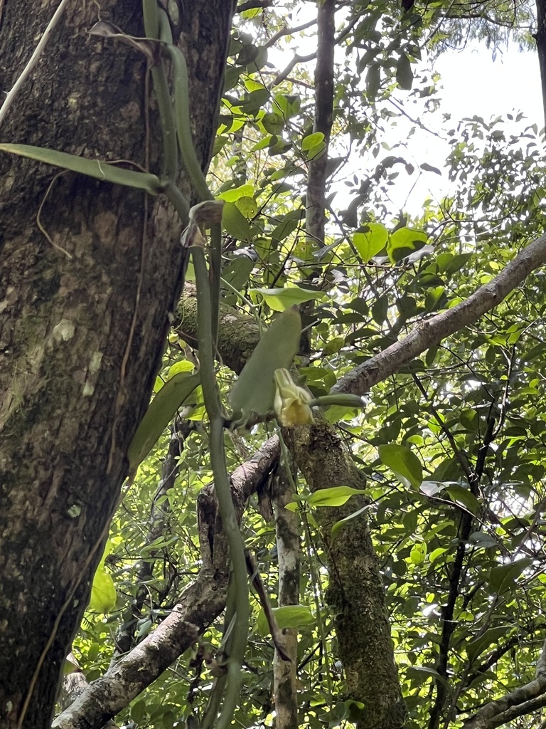 Leafy Vanilla in June 2023 by Andres Vila · iNaturalist