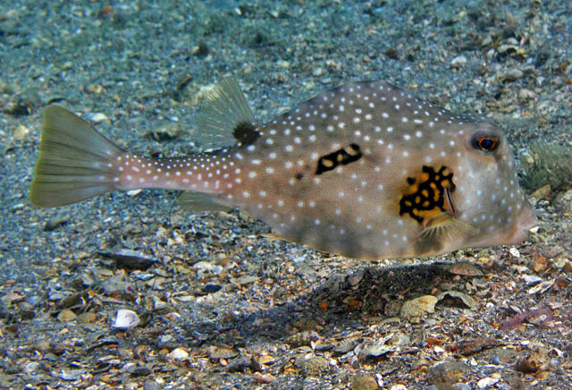 Trunkfish (North Carolina Aquarium at Fort Fisher) · iNaturalist