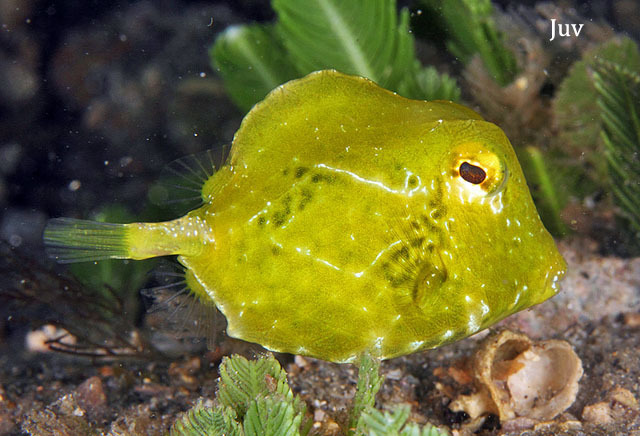 Trunkfish (North Carolina Aquarium at Fort Fisher) · iNaturalist