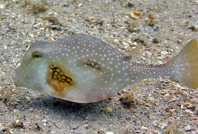 Trunkfish (North Carolina Aquarium at Fort Fisher) · iNaturalist