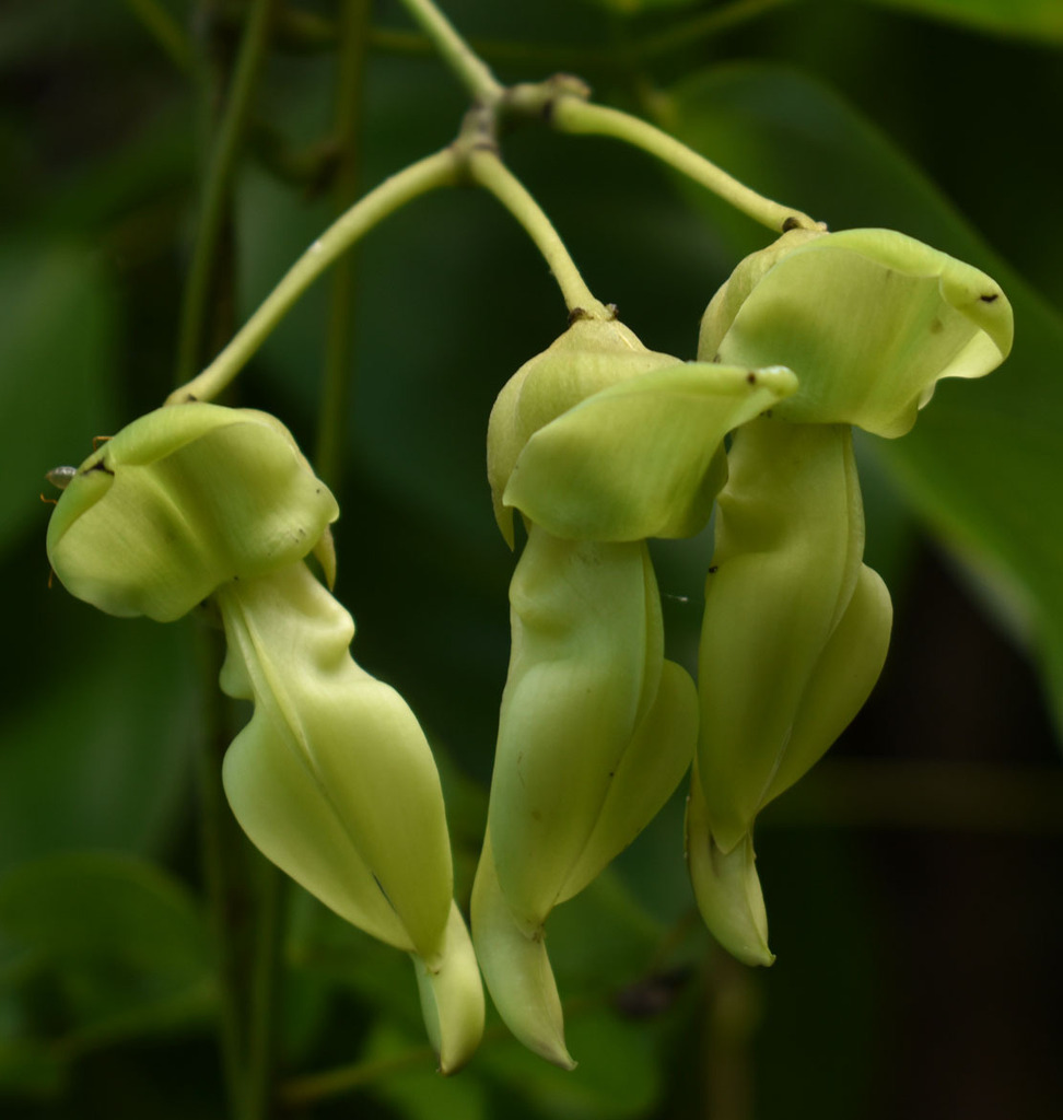 Jade Stingpod (Mucuna gigantea gigantea) - Botanical Realm