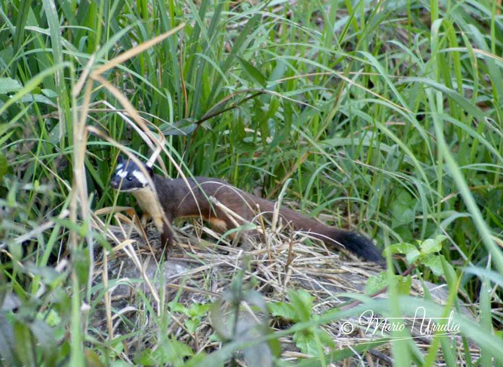 Long-tailed Weasel from Sector Lago de Yojoa, Honduras on March 8, 2003 ...