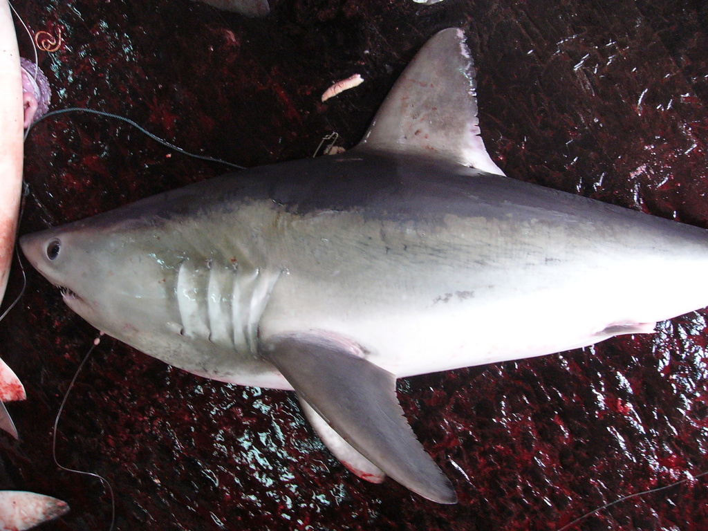 Mackerel Sharks (Lamnidae) - Marine Life Identification