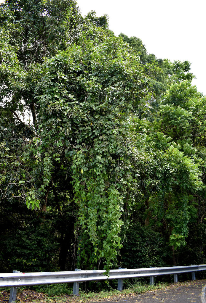 Jade Stingpod (Mucuna gigantea gigantea) - Botanical Realm