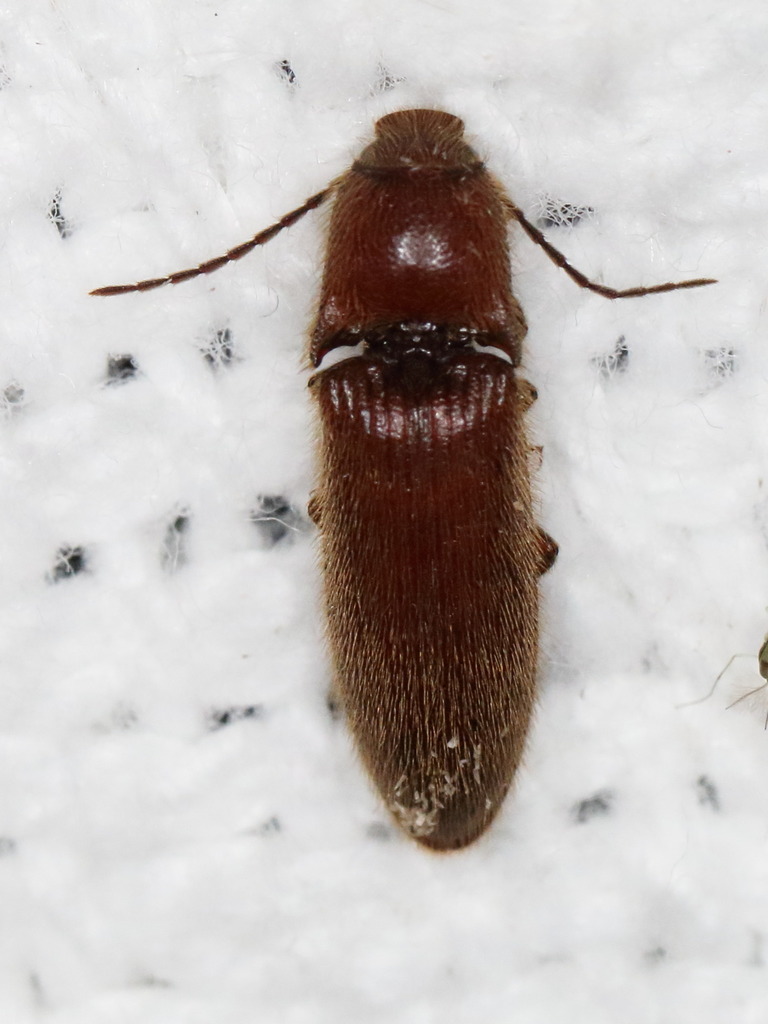 Dipropus ferreus (Click Beetles of the United States) · iNaturalist