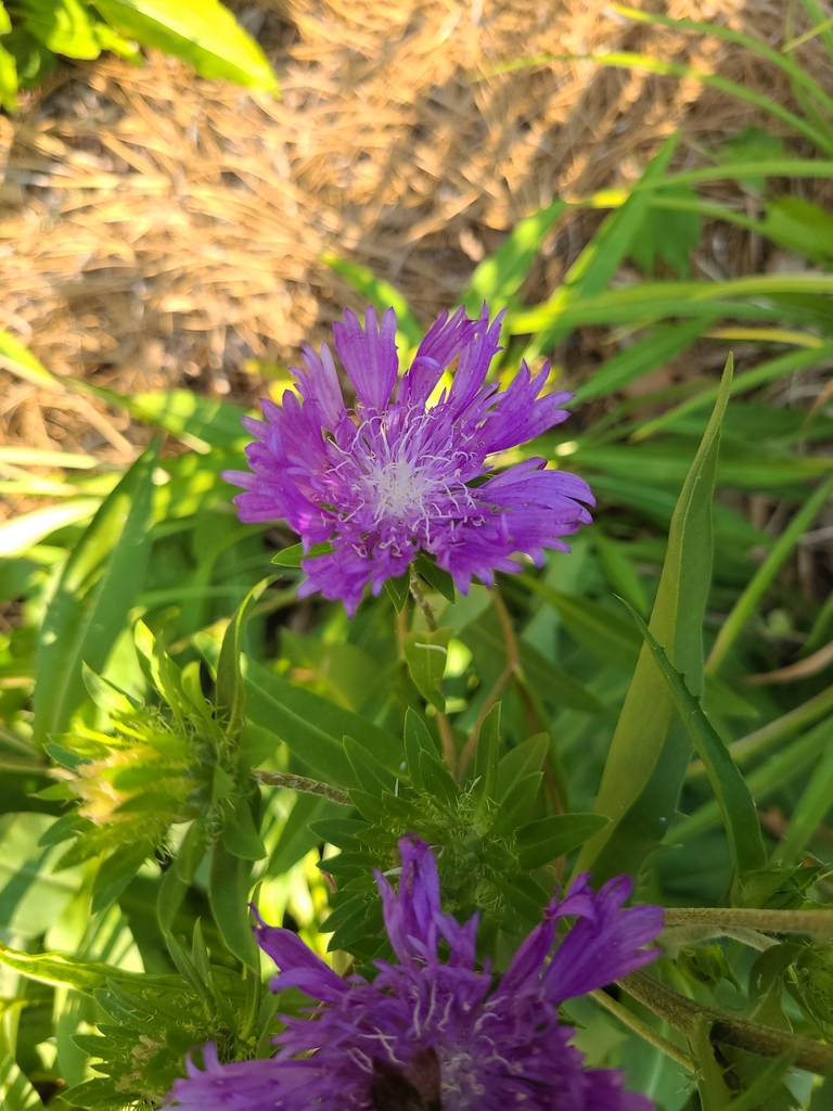 Stokes' aster in June 2023 by Amber Madsen · iNaturalist