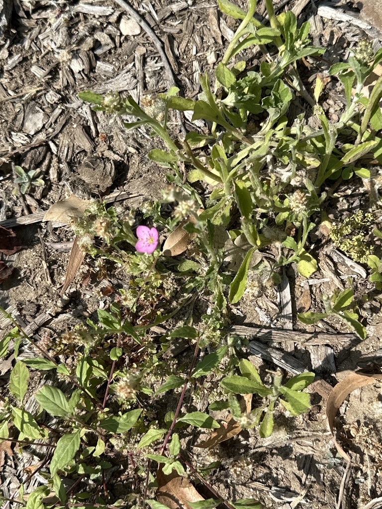 rose evening primrose from Los Angeles County Arboretum and Botanic ...