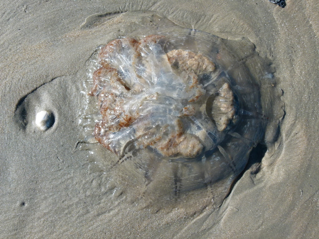 Rhopilema Verrilli