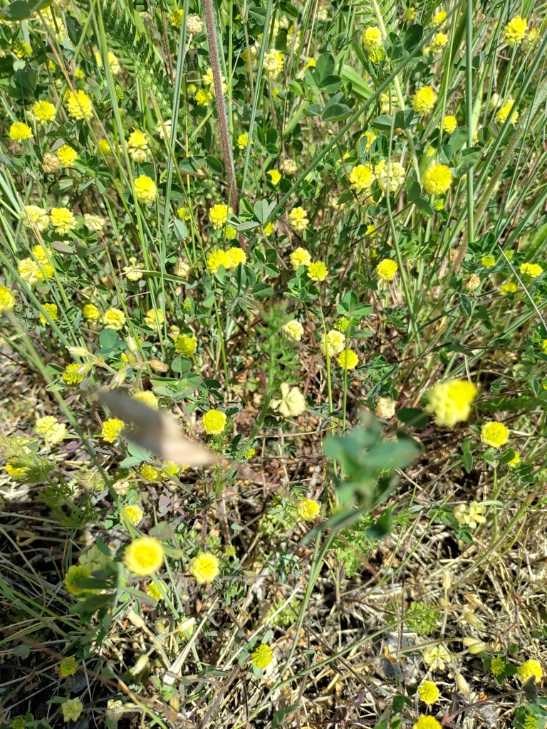 hop trefoil from Kent on June 4, 2023 at 12:17 PM by Paul Yetman ...