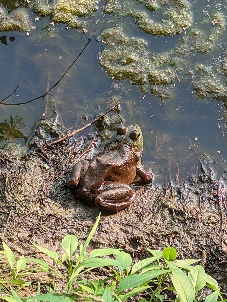 American Bullfrog from New Bethel, Indianapolis, IN, USA on June 4 ...