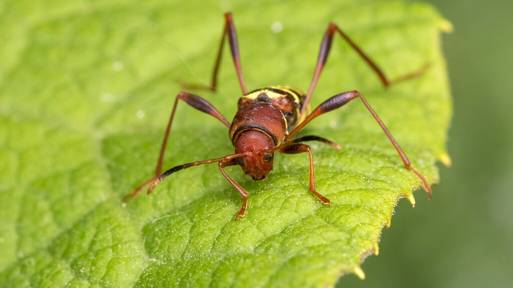Red-headed Ash Borer from Bruck an der Leitha District, Austria on June ...