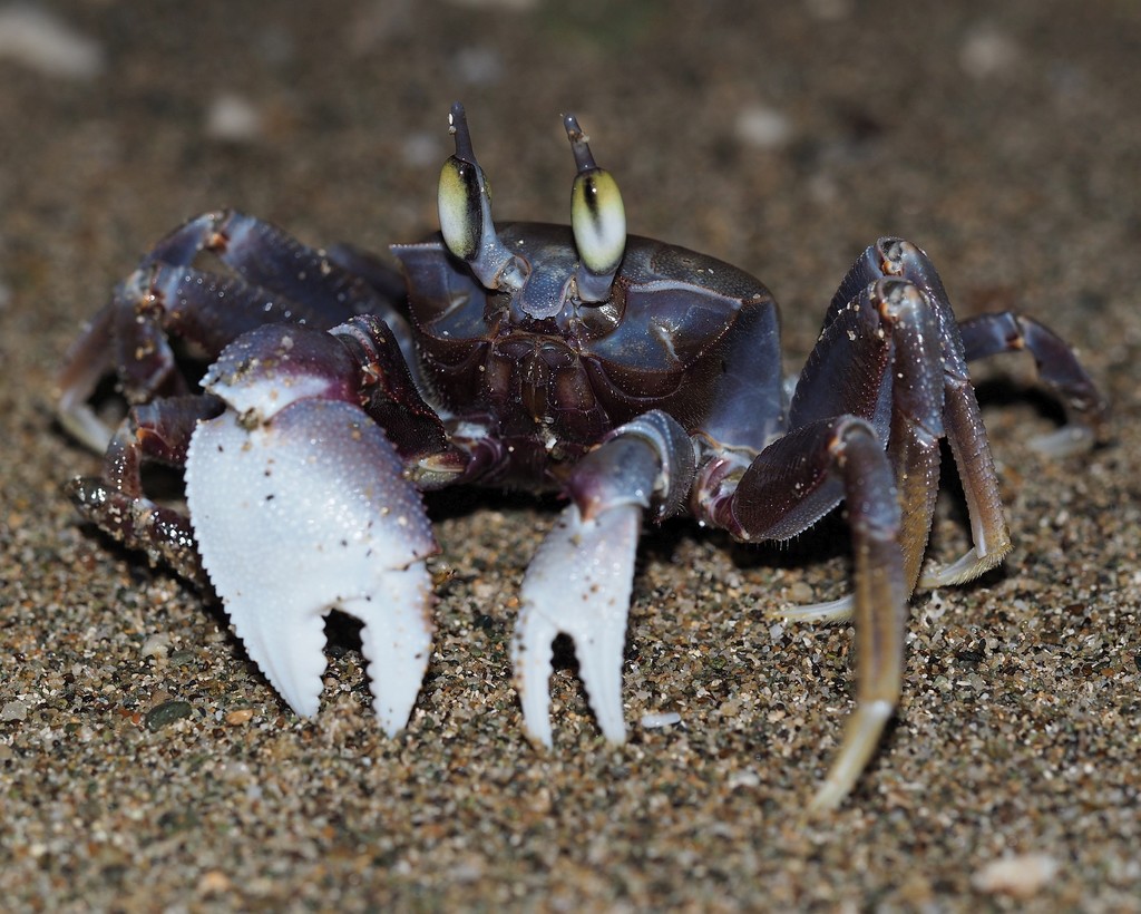 Horned Ghost Crab from Hienghène on November 26, 2015 at 07:44 PM by ...