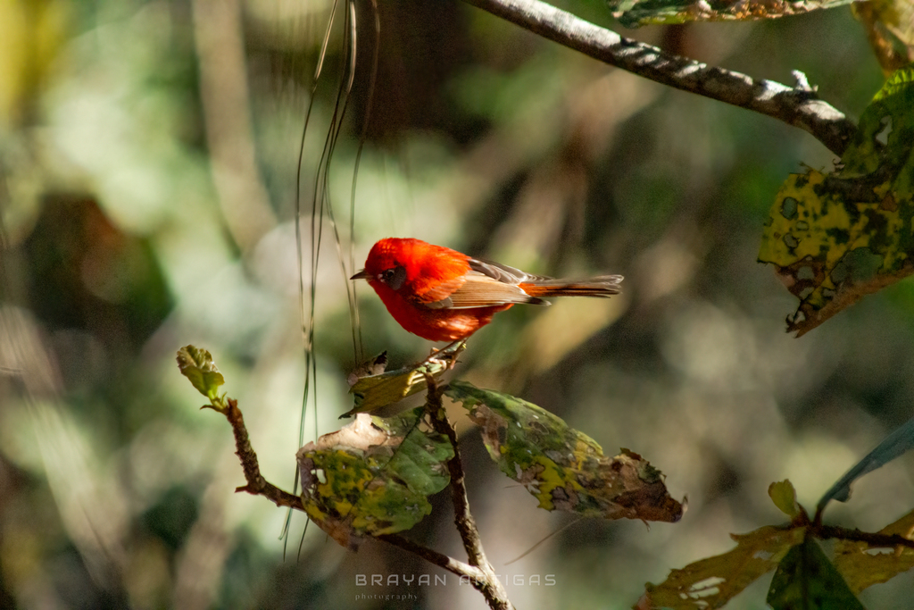 Red Warbler from Concordia, Sin., México on March 21, 2021 at 07:59 AM ...
