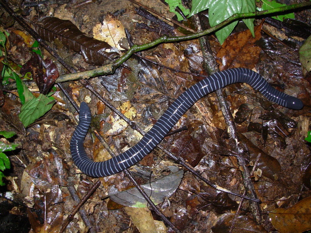 Ringed Caecilian from Curaray on November 6, 2007 by giussepegagliardi ...