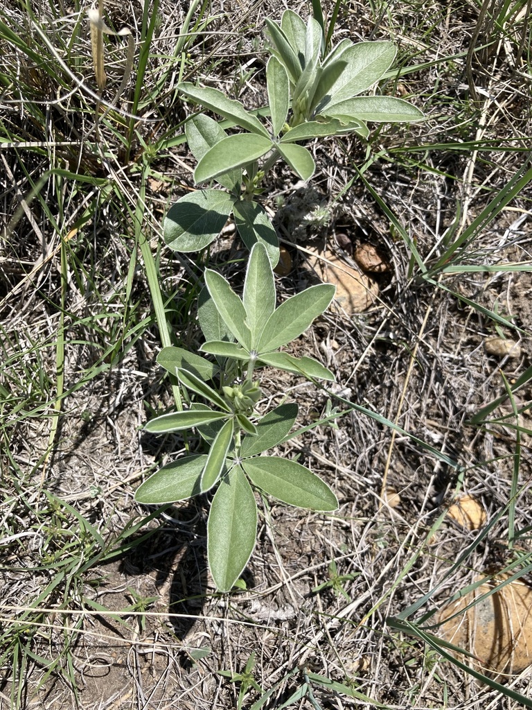 breadroot scurf pea from Val Marie No. 17, SK S0N, Canada on May 31 ...