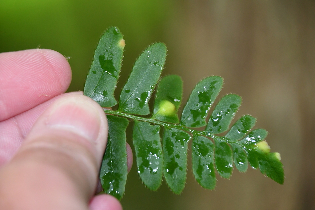 Christmas fern leaf curl from Tucker County, WV, USA on June 4, 2023 at ...