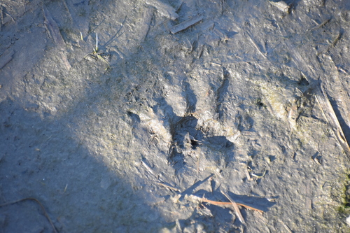 Raccoon Tracks – NatureTracking