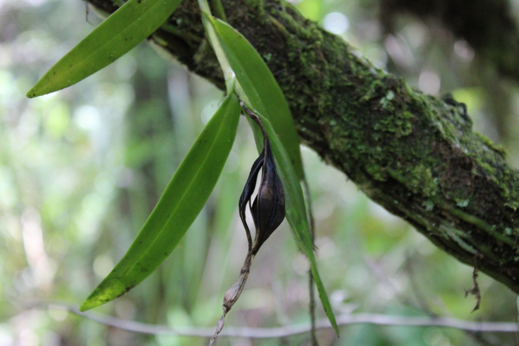 Night Scented Orchid in June 2023 by Andres Vila · iNaturalist
