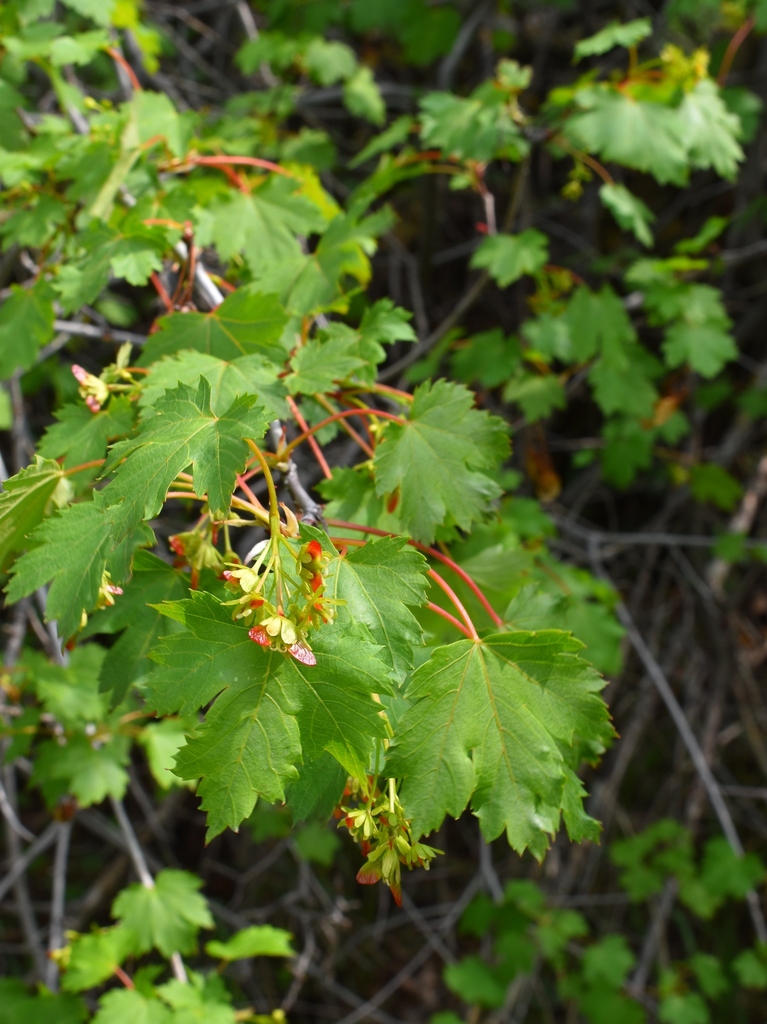 Rocky Mountain maple from Old ST Vrain Rd Lyons, CO, USA on May 22 ...