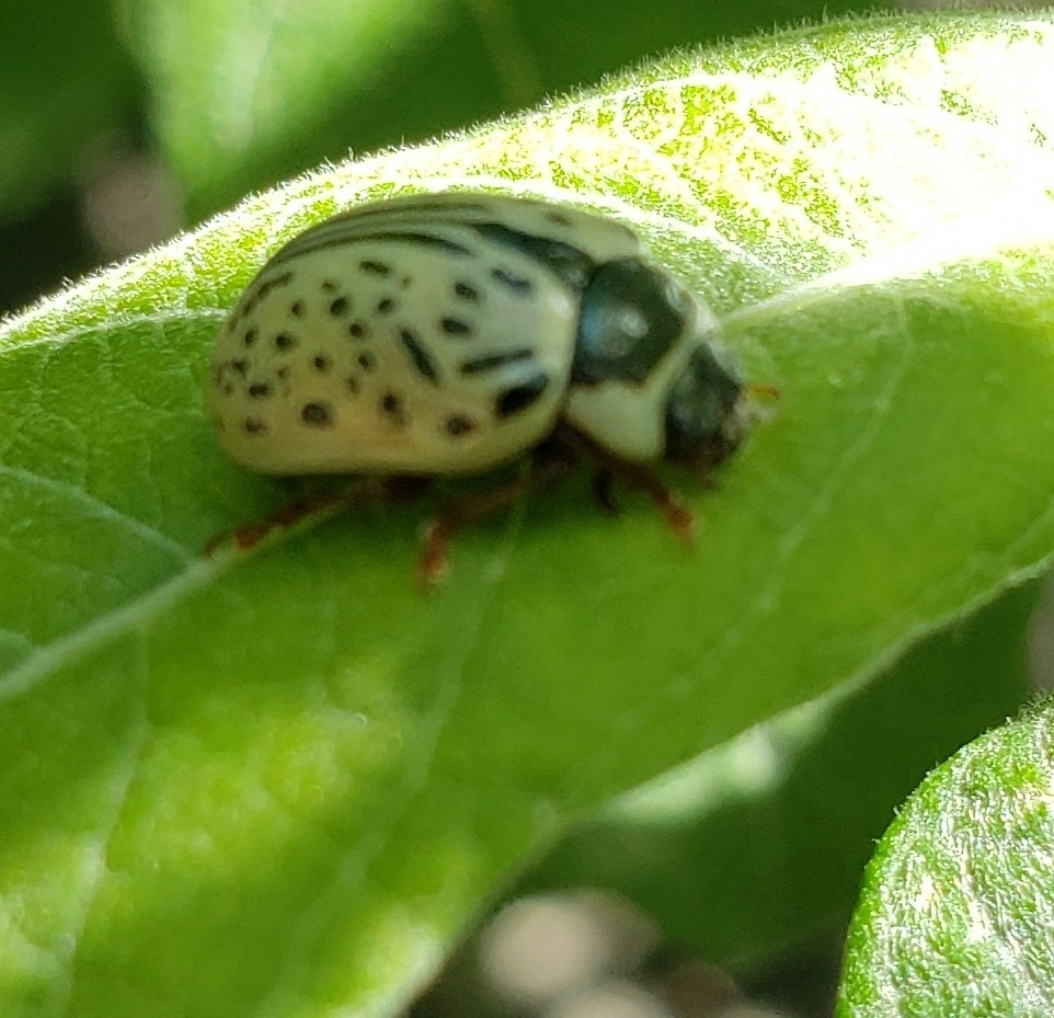 Common Willow Calligrapher Beetle from Curry County, US-OR, US on June ...