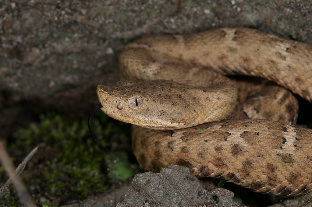 New Mexico Ridgenose Rattlesnake (Reptiles of Cochise County) · iNaturalist