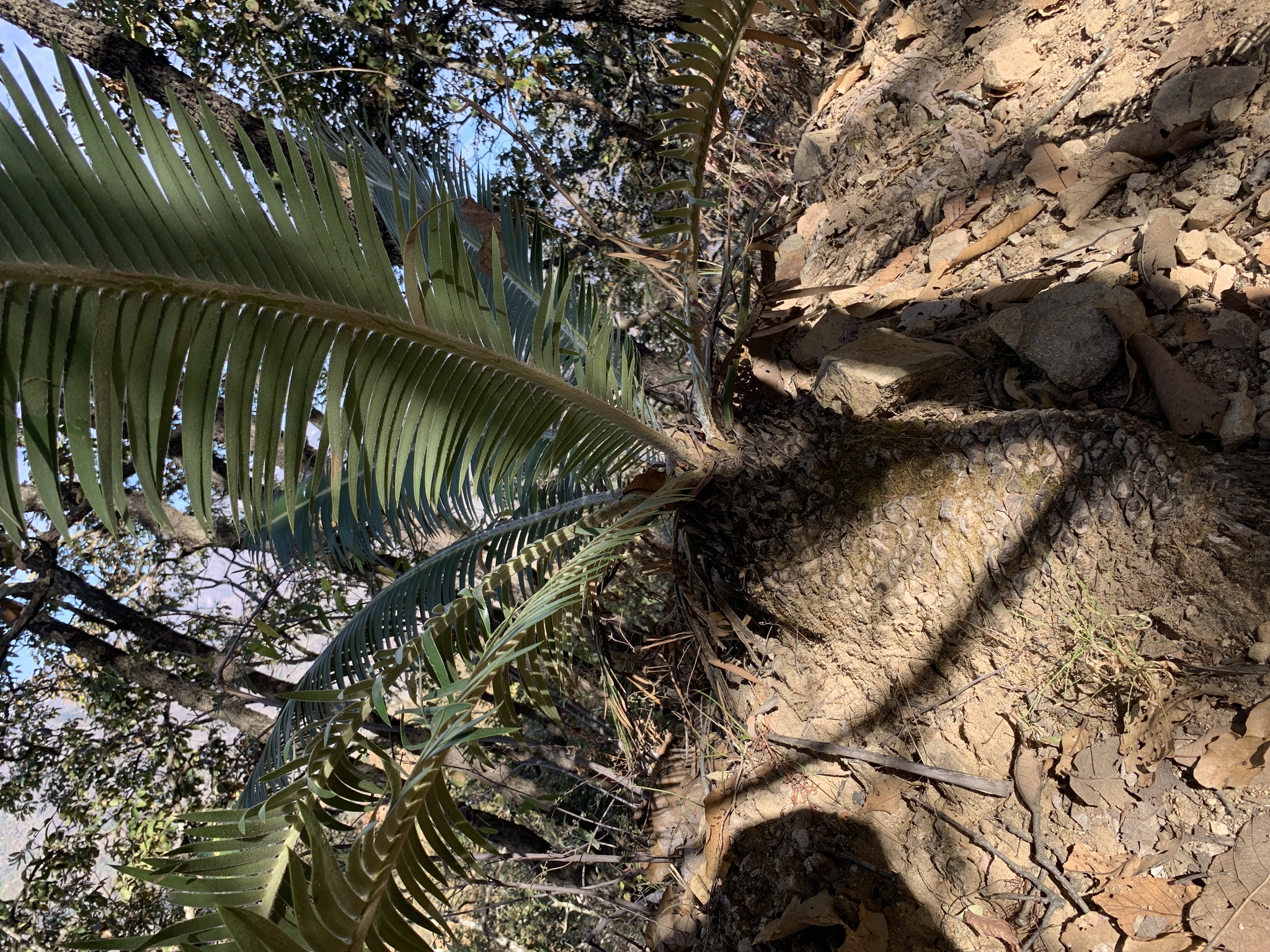 Dioon tomasellii De Luca, Sabato & Vázq.Torres