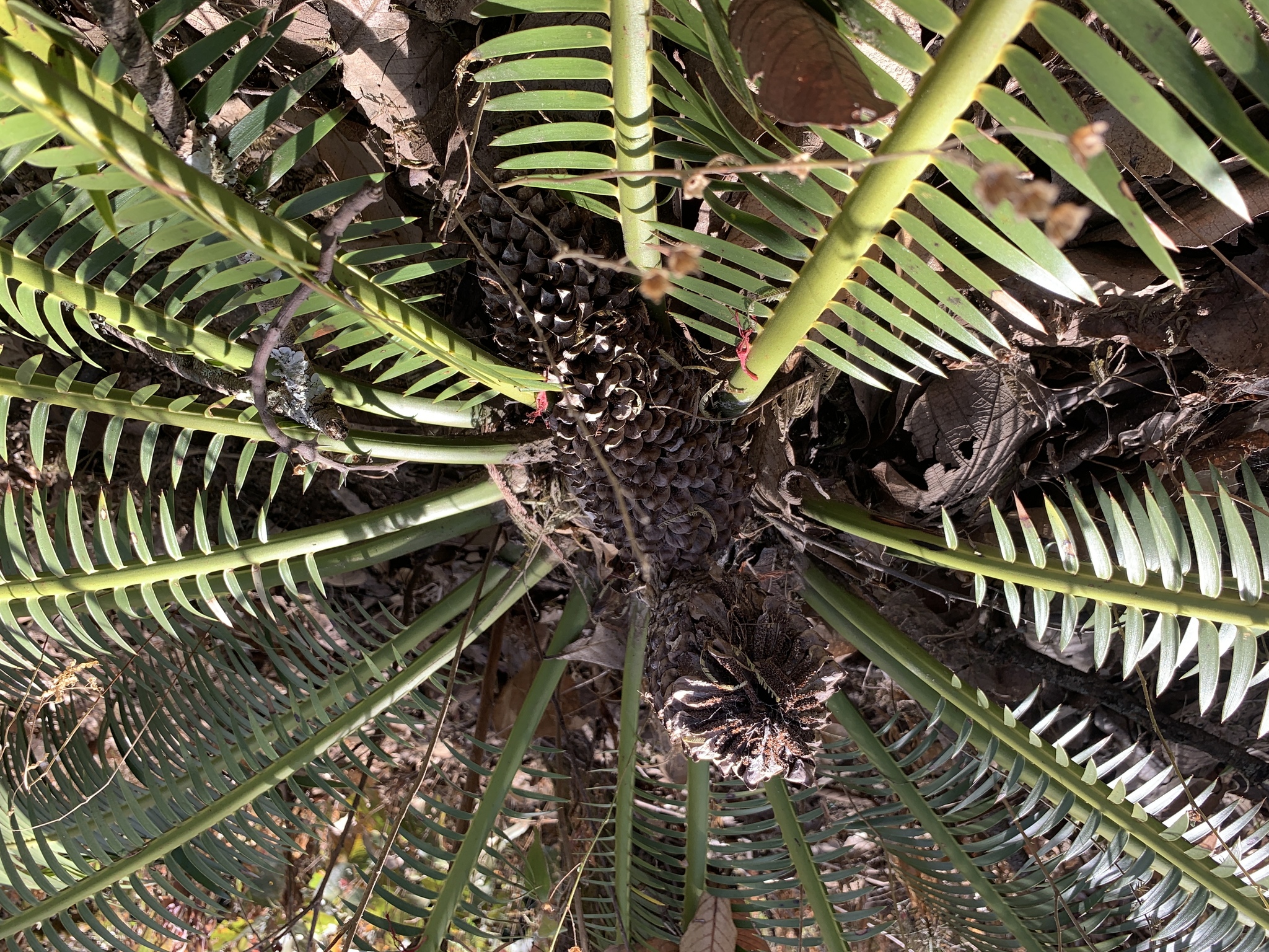 Dioon tomasellii De Luca, Sabato & Vázq.Torres