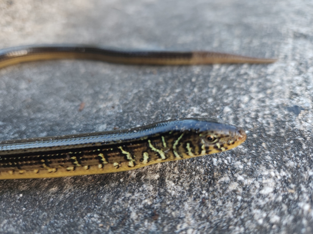 Eastern Glass Lizard from Delray Beach, Florida 33445, Stati Uniti on ...