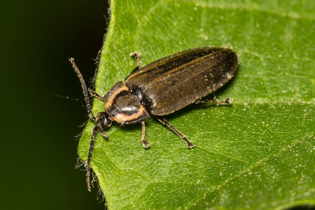 typical fireflies from Vernon County, WI, USA on June 1, 2023 at 09:47 ...