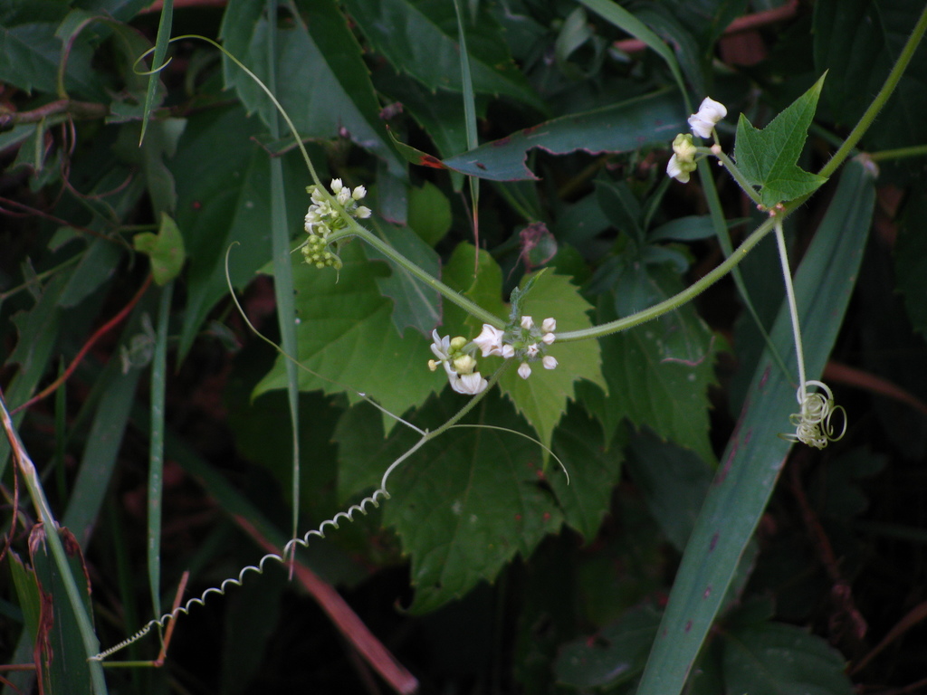 Bur-cucumber (Brandeis University - Flowering Plants: Trees, Shrubs ...