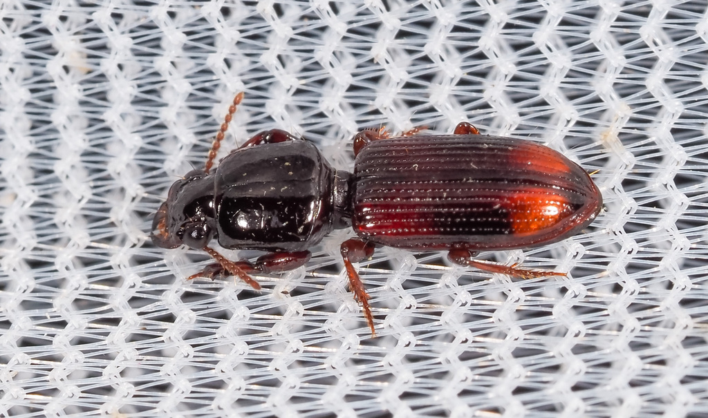 Two-spot Slope-rumped Beetle from Dorchester County, MD, USA on June 2 ...