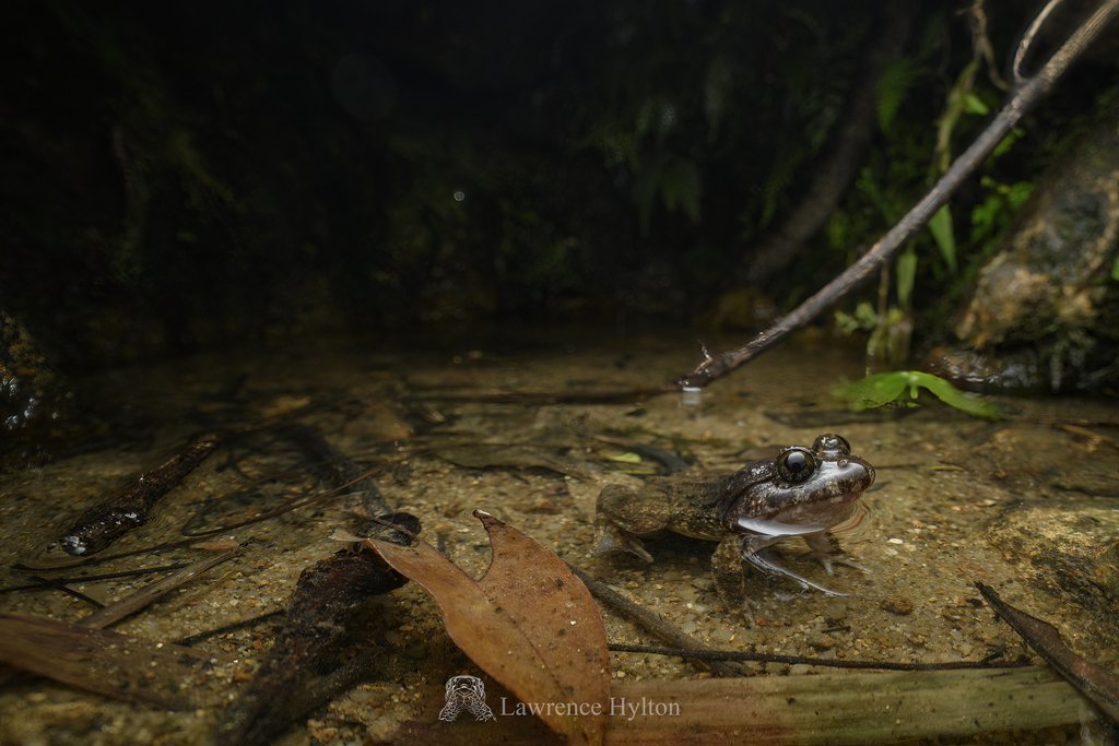 Fujian Large-headed Frog in May 2023 by Lawrence Hylton · iNaturalist