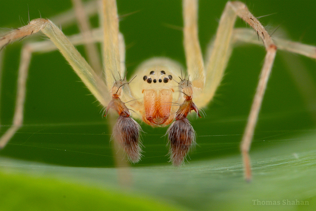 Wulfila albens in June 2023 by Thomas Shahan · iNaturalist