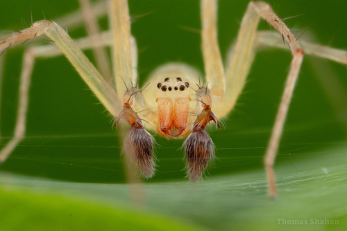 Subfamily Anyphaeninae · iNaturalist