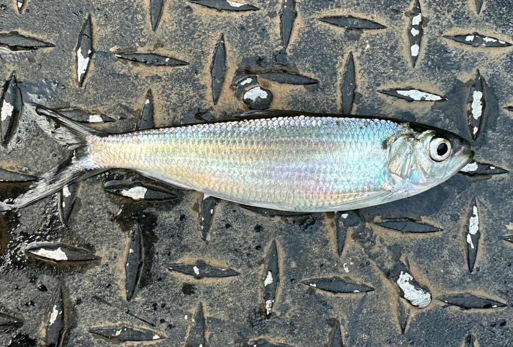 Blueback Shad in April 2023 by Jeff Garner · iNaturalist