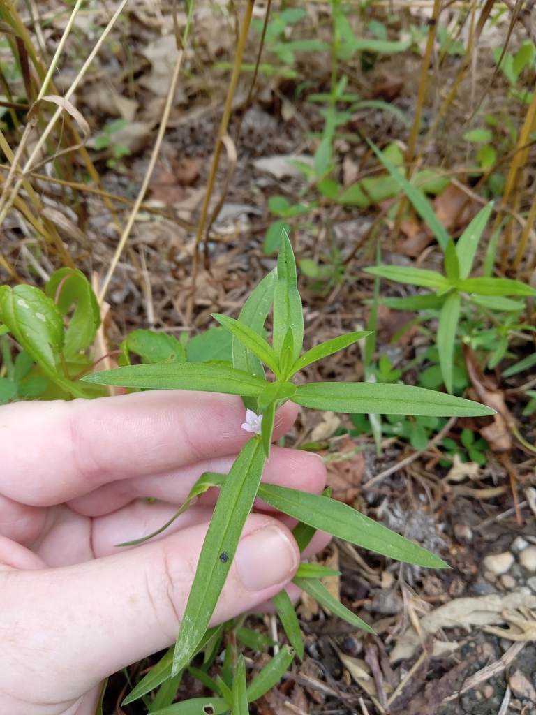 rough buttonweed from Omaha, TX 75571, USA on June 4, 2023 at 02:44 PM ...