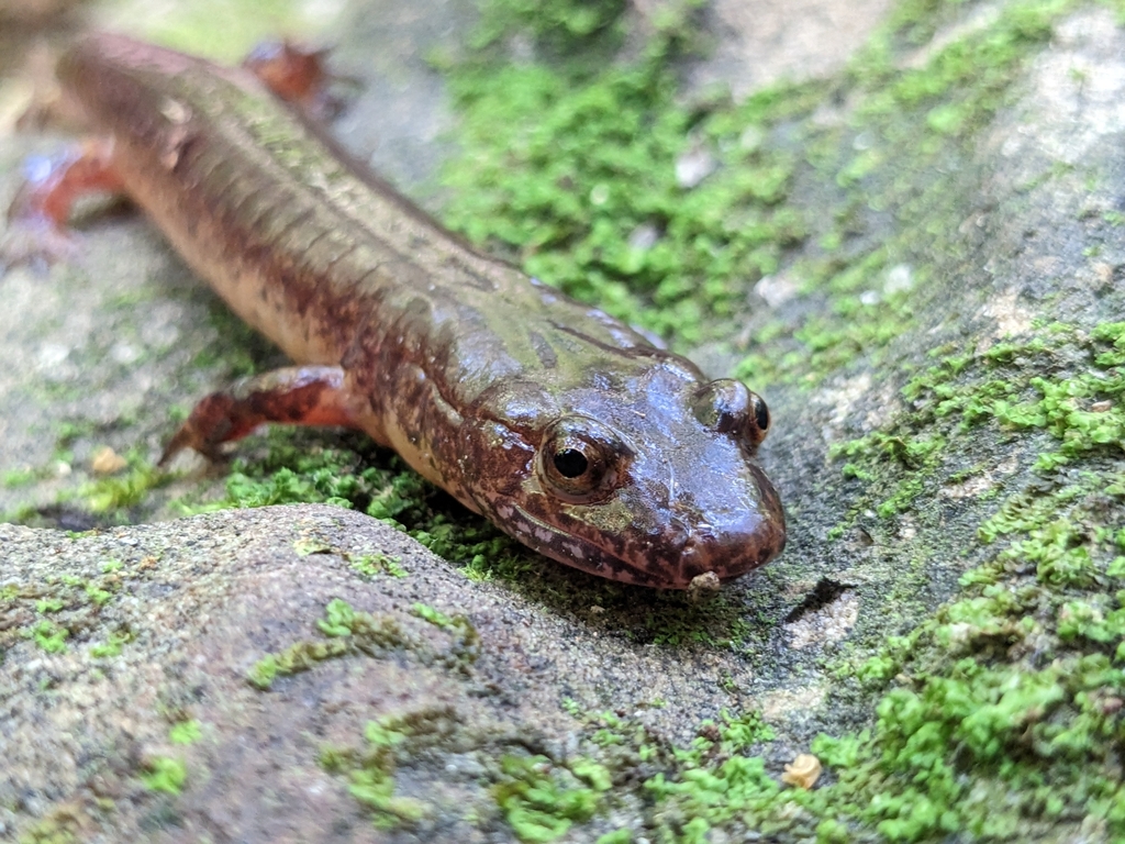 Northern Spring Salamander in June 2023 by Billy Gottenstrater ...