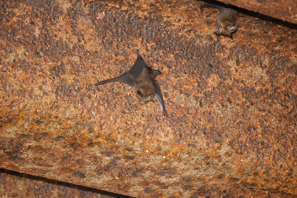 Great Roundleaf Bat from Mount Davis, Hong Kong on April 25, 2022 at 07 ...