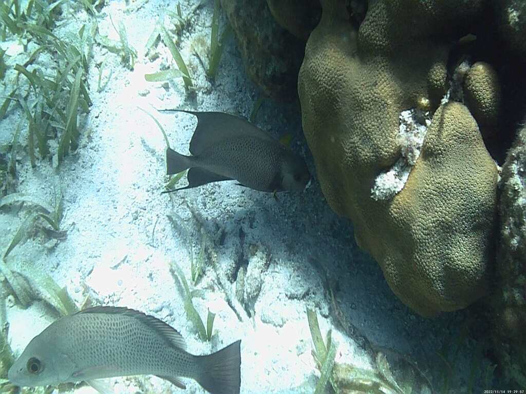 Grey Angelfish from 2 Barrier Reef Drive, San Pedro, Belize on May 21 ...