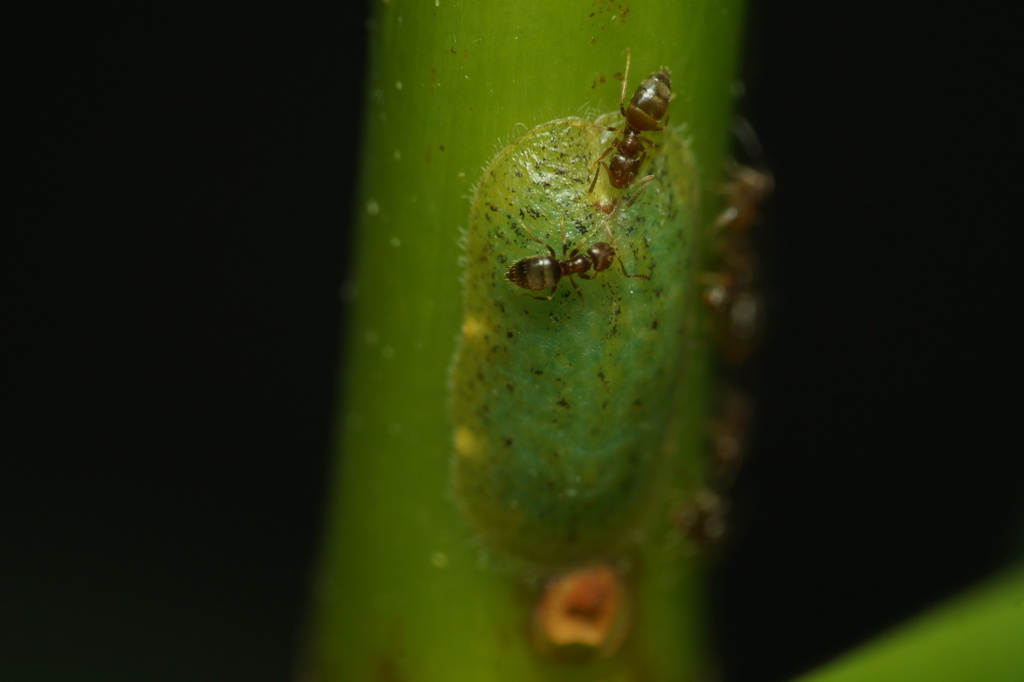 Phalacrococcus howertoni in May 2023 by Lucas Garriga · iNaturalist