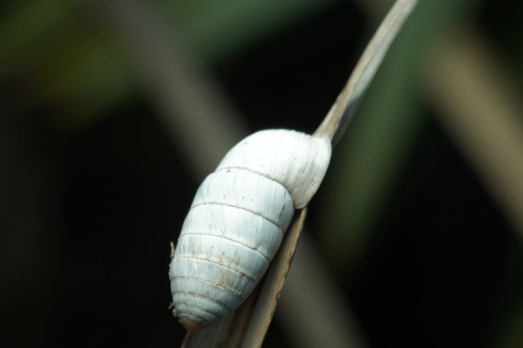 Grey Cerion in June 2023 by Lucas Garriga · iNaturalist