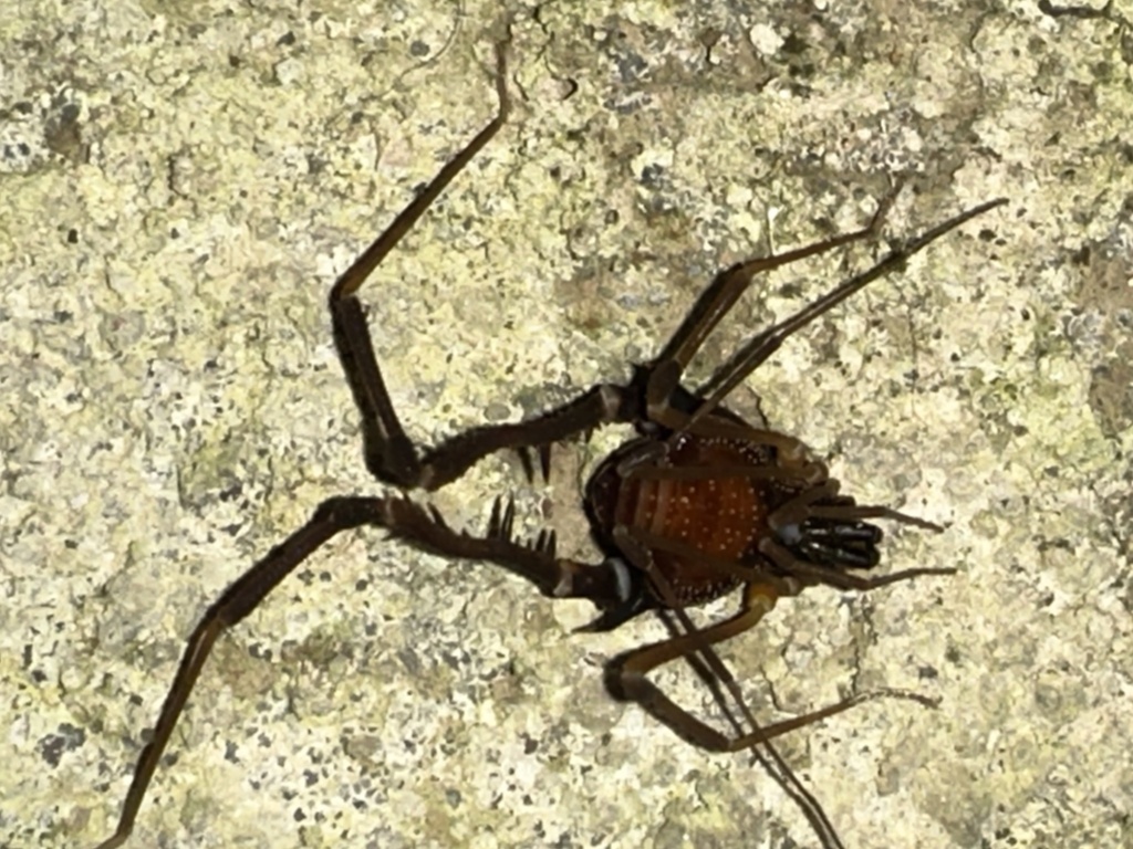 Sadocus asperatus from Alemana Alto, Concepción, Biobío, CL on June 4 ...