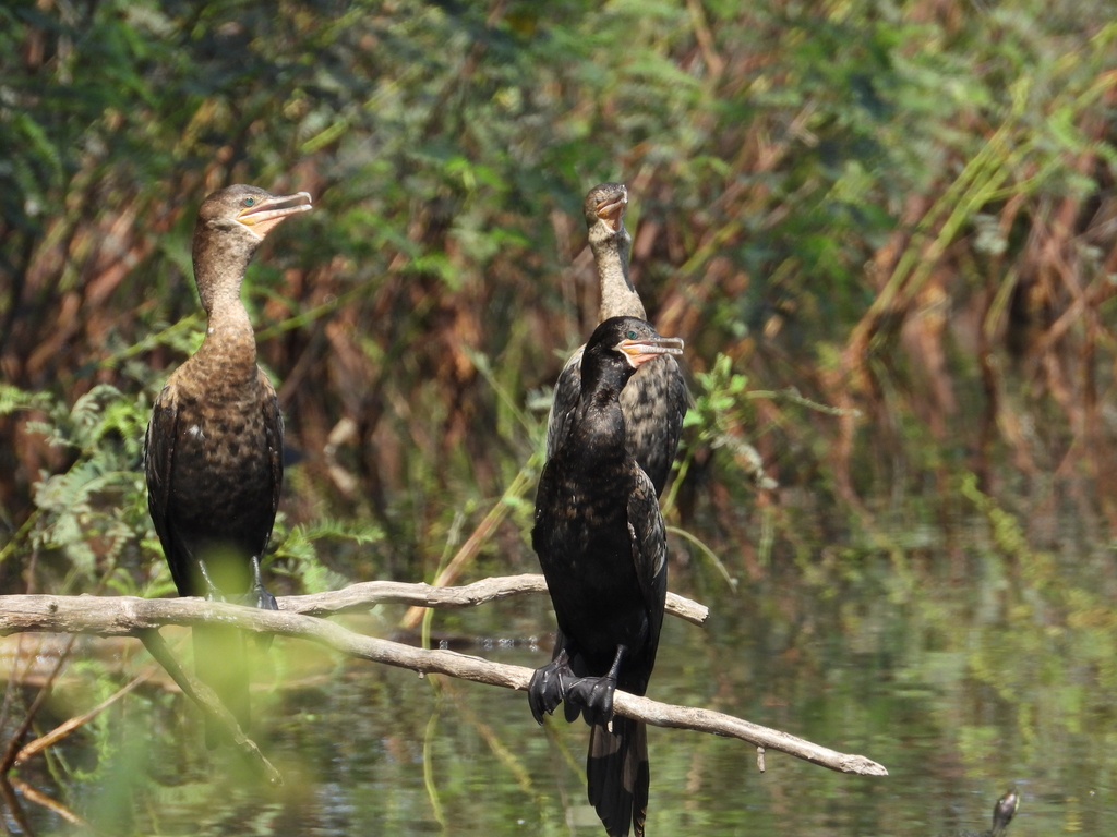 Neotropic Cormorant in June 2023 by Antonio Aguilar · iNaturalist