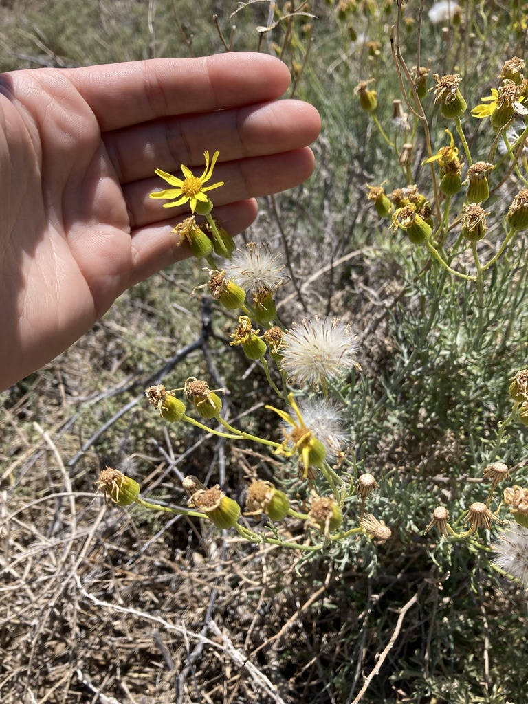 threadleaf groundsel from US-82, Lovington, NM, US on May 29, 2023 at ...