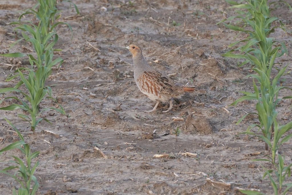 Gray Partridge from Sac County, IA, USA on May 22, 2023 at 07:57 PM by ...